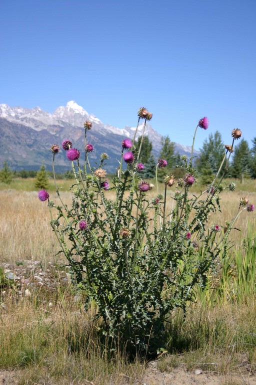 Musk Thistle Invasive Plant In Teton County Wy